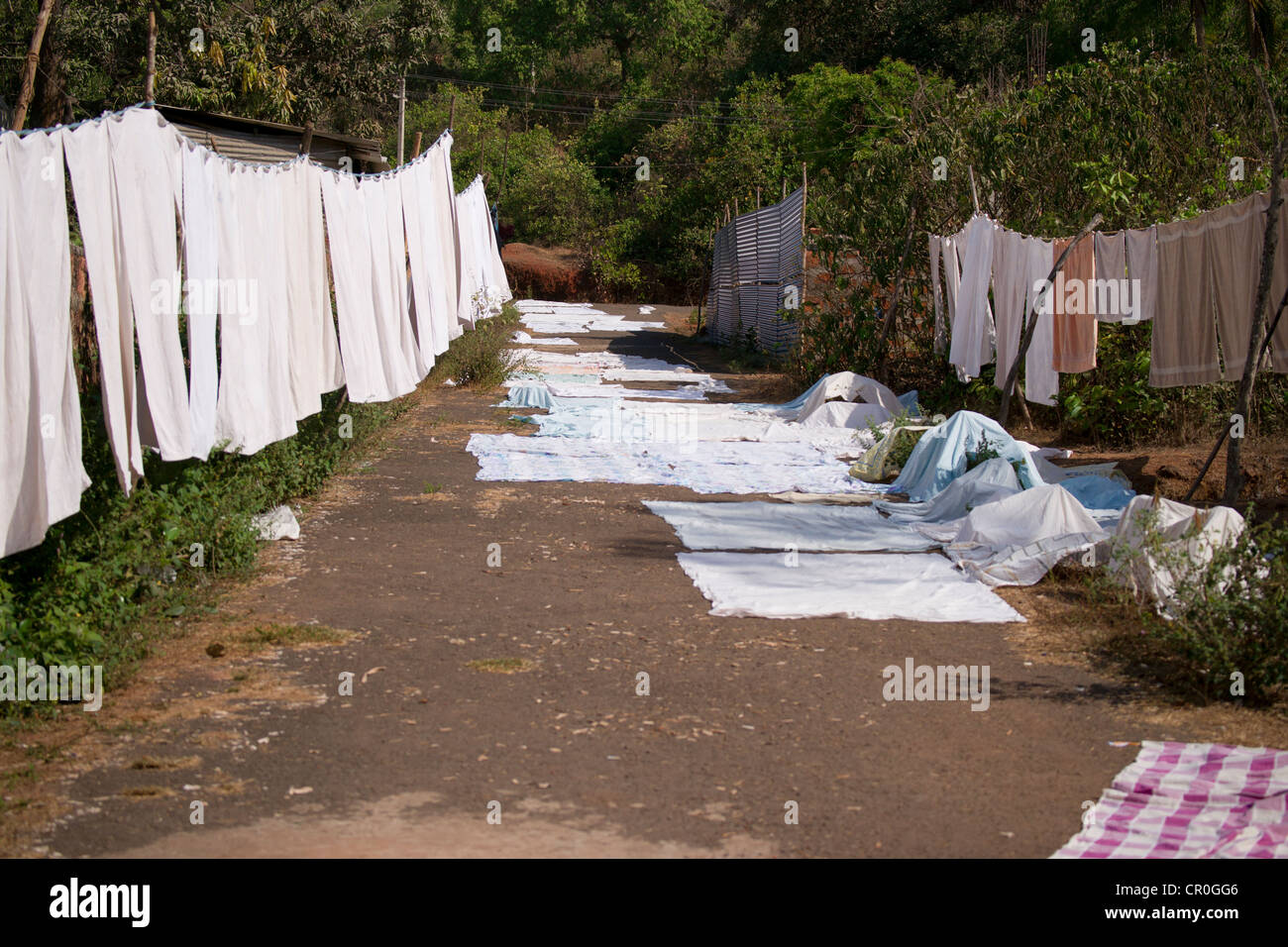 A laundry in Goa drying sheets on trees and on the ground Stock Photo ...