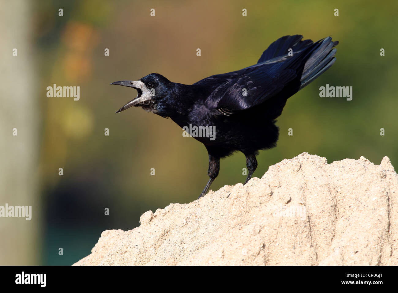 Rook (Corvus frugilegus), standing on a sandy mount, calling, Baltic ...