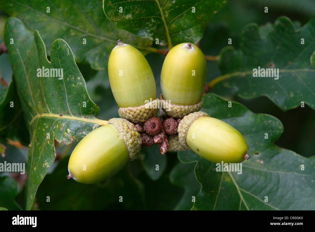 Sessile oak tree hi-res stock photography and images - Alamy
