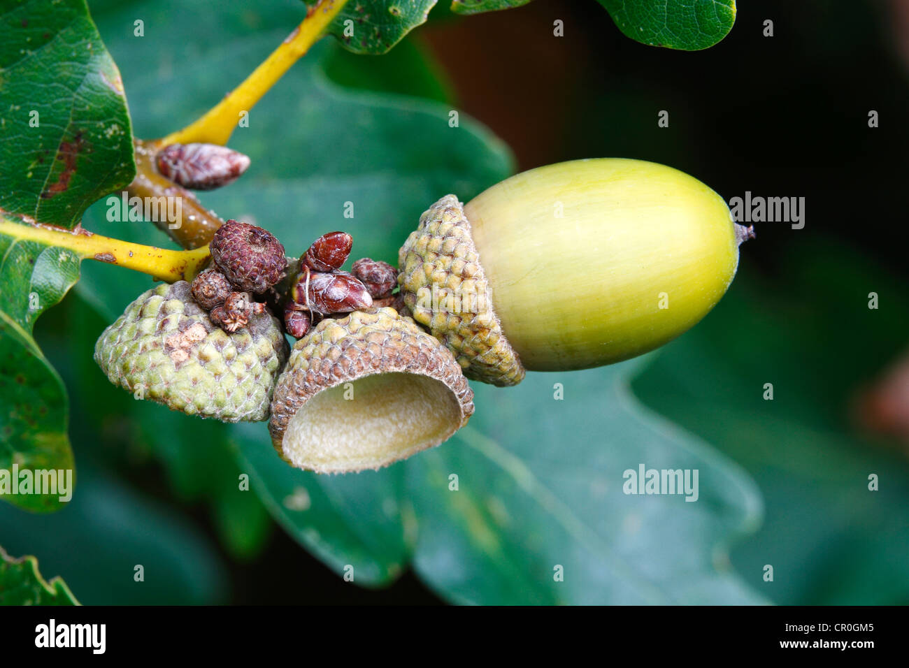Quercus sessilis hi-res stock photography and images - Alamy