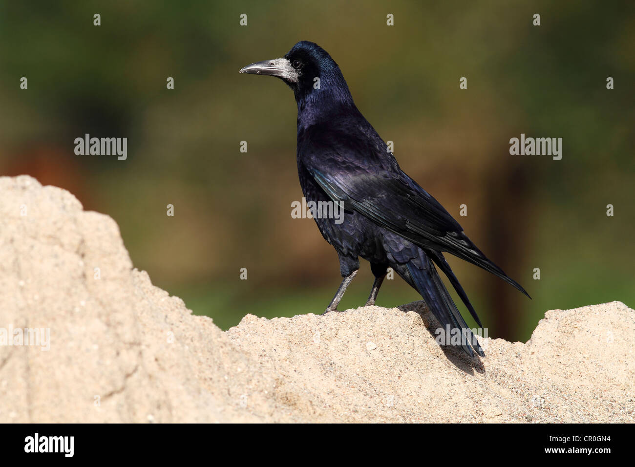 Rook (Corvus frugilegus), standing on a sandy mount, Baltic island of ...