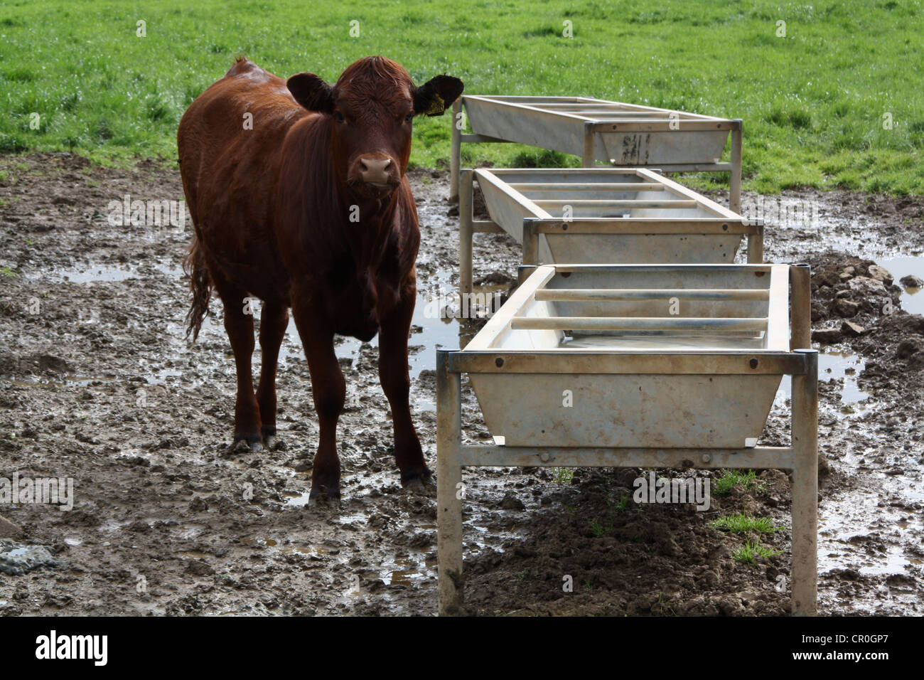 Cattle drinking water hi-res stock photography and images - Alamy