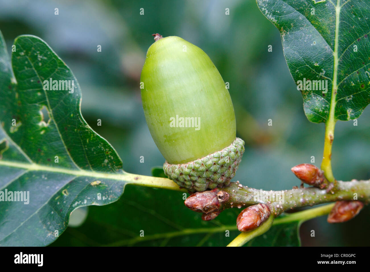 Sessile or Durmast Oak (Quercus petraea, Quercus sessilis), unripe ...