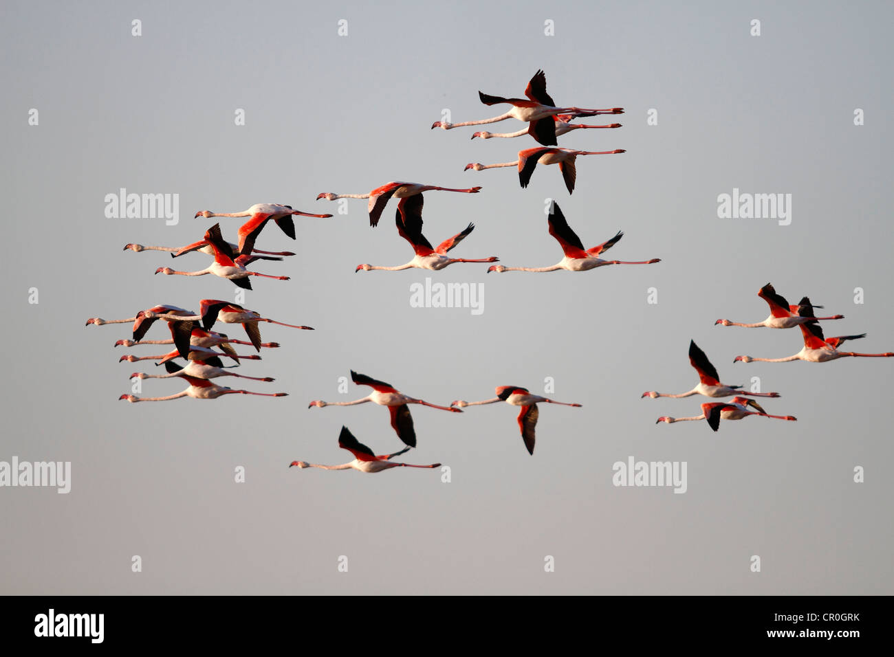 Flamingo flock hi-res stock photography and images - Alamy