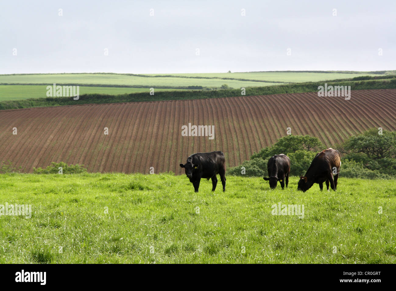 Cows in Field in Cornwall Stock Photo - Alamy