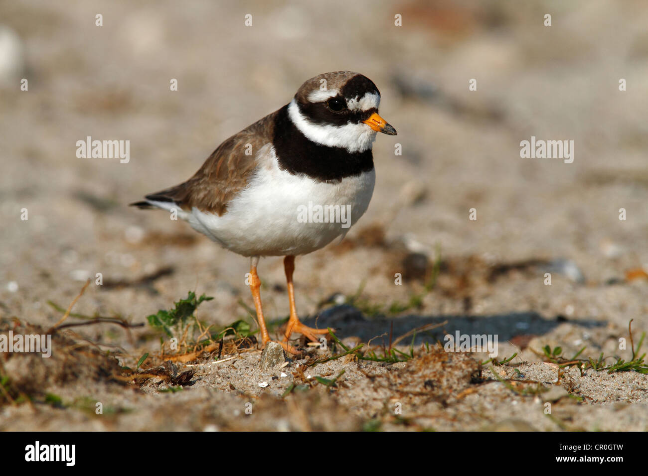 Common Ringed Plover or Ringed Plover (Charadrius hiaticula), adult ...