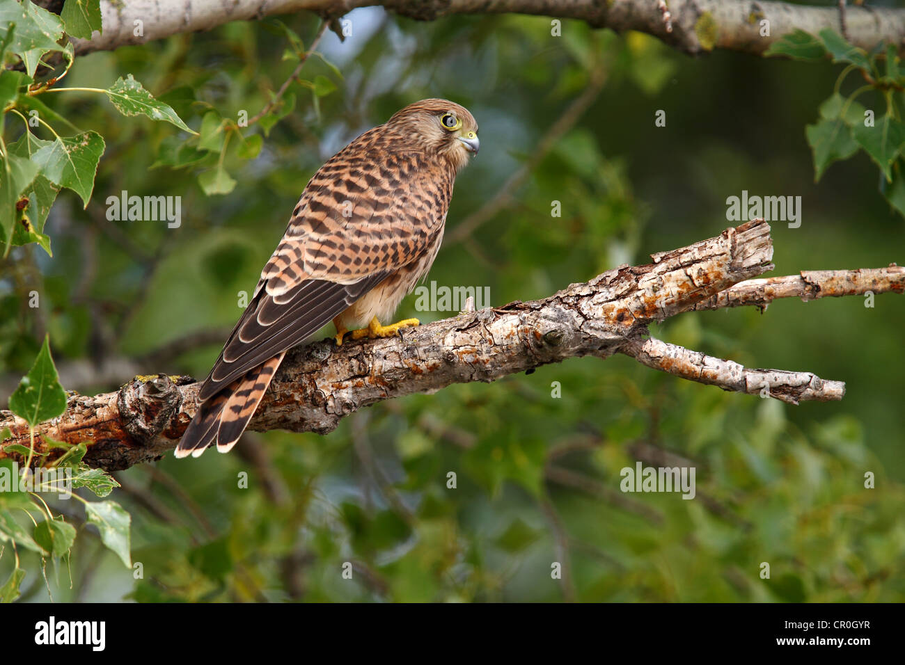 Common Kestrel (Falco tinnunculus), fledged bird perched on a branch ...