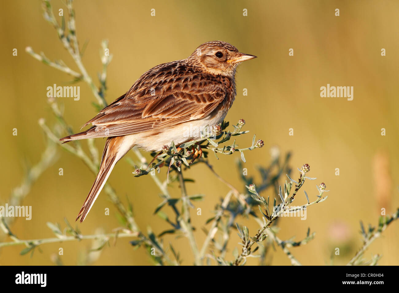 Alauda arvensis hi-res stock photography and images - Alamy