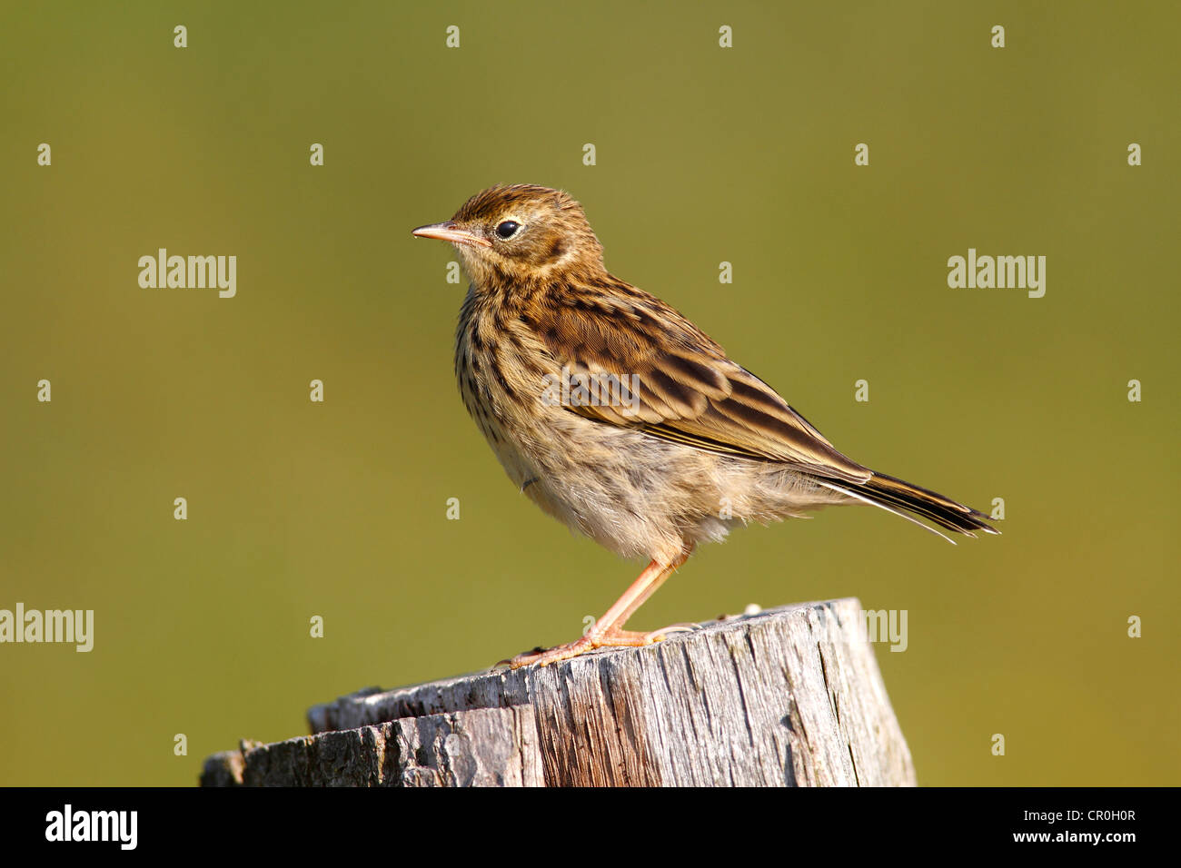 Meadow Pipit (Anthus pratensis), young perched on post, Eider Barrage ...