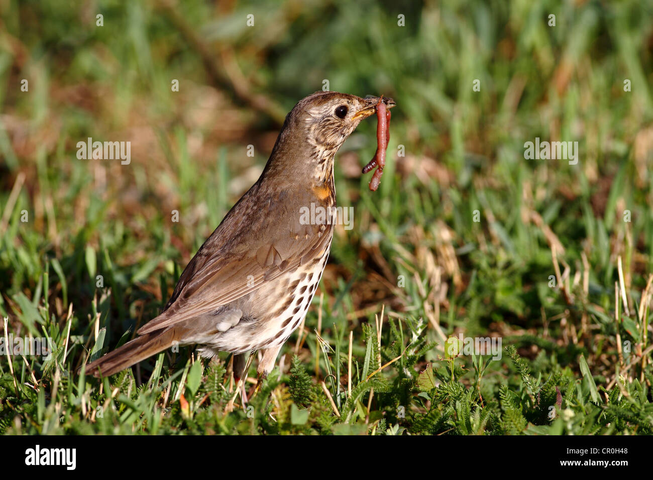 Song Thrush (Turdus philomelos) with earthworm in beak, Lake Neusiedl ...