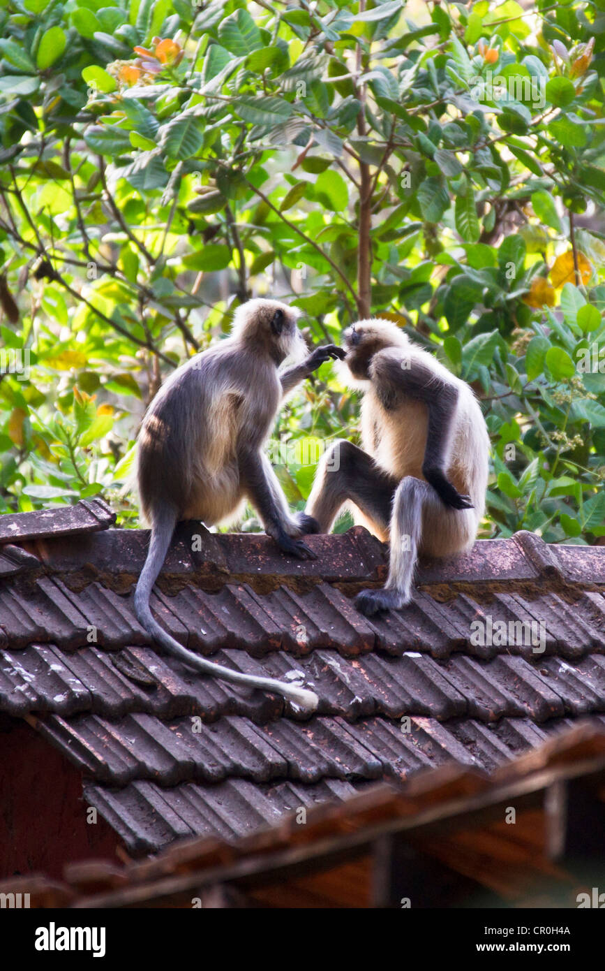 Velvet monkeys grooming on a roof Stock Photo - Alamy