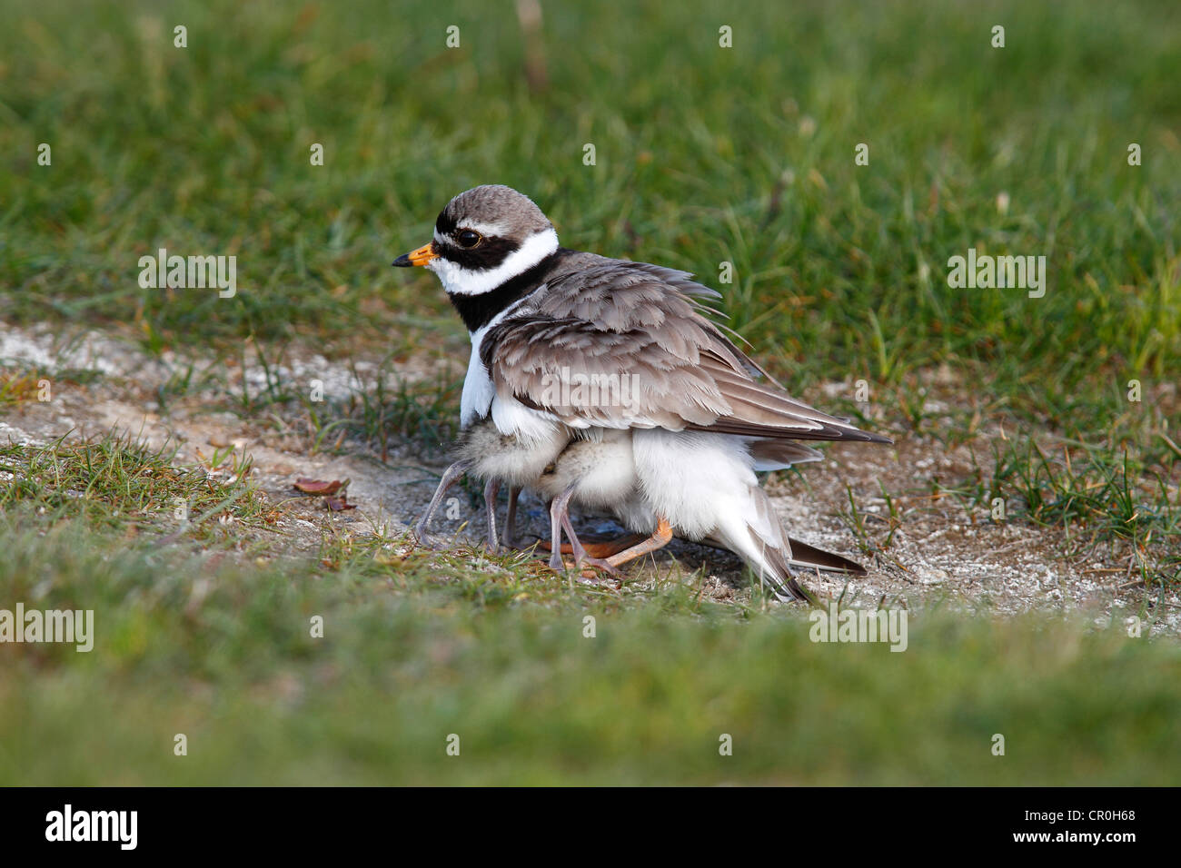 Ringed Plover (Charadrius hiaticula) with its chicks gathered under its ...