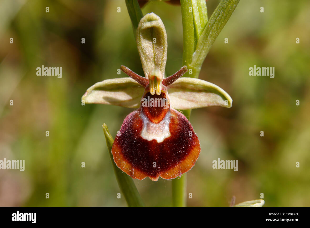 Hybrid of a Spider Orchid and a Bumblebee Orchid (Ophrys sphegodes x ...