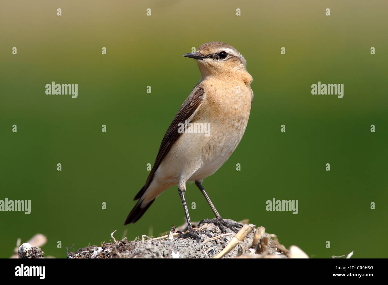 Wheatear fauna hi-res stock photography and images - Alamy