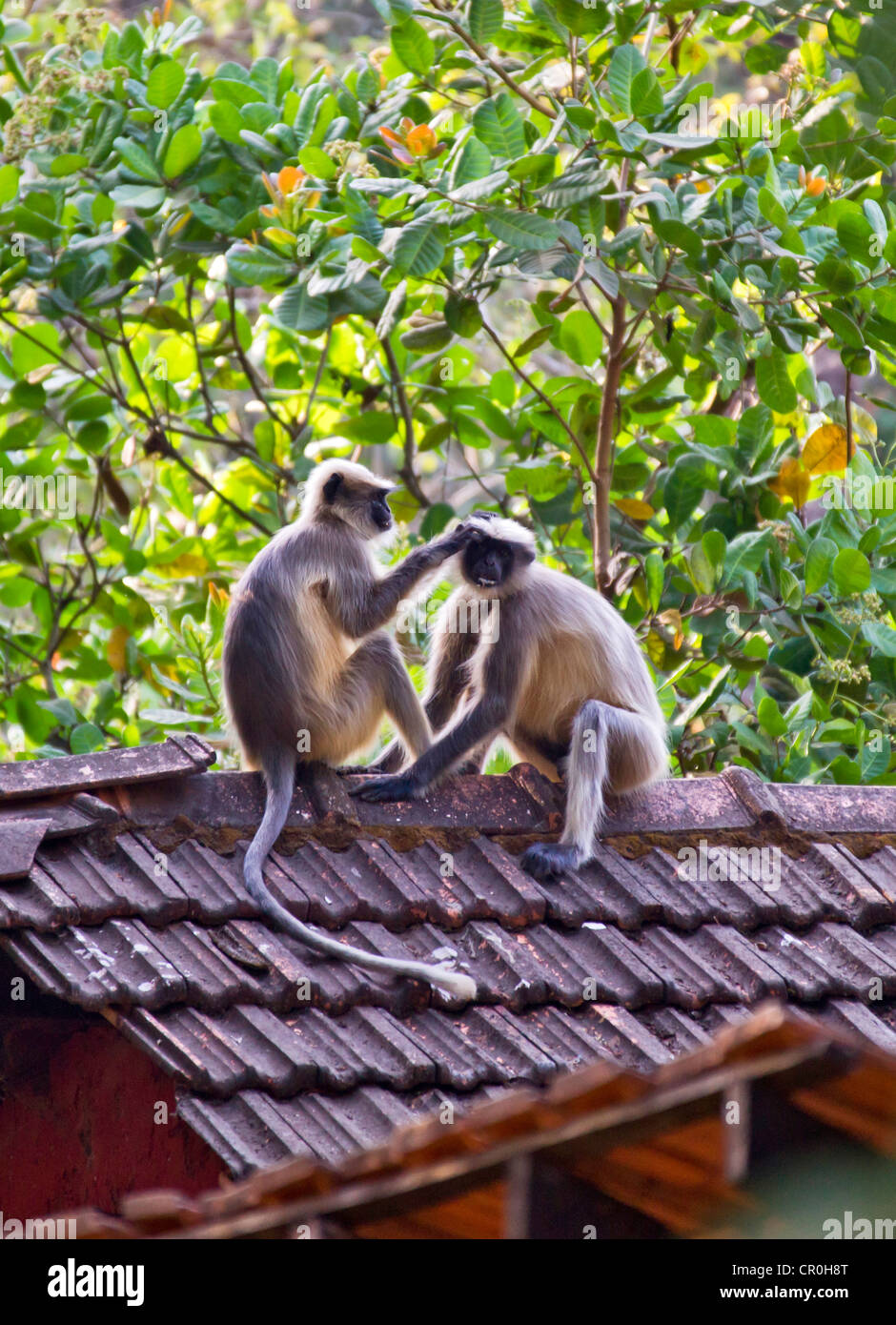 Velvet monkeys grooming on a roof Stock Photo - Alamy