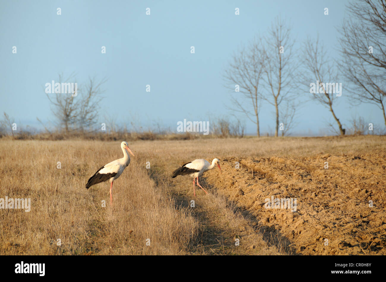 Arrival of storks hi-res stock photography and images - Alamy