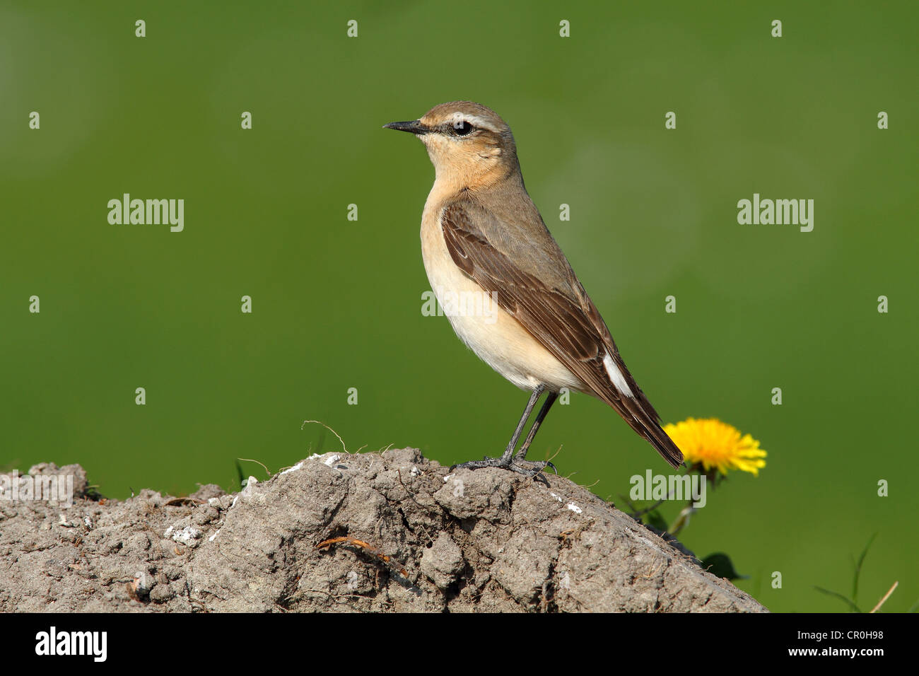 Wheatear fauna hi-res stock photography and images - Alamy
