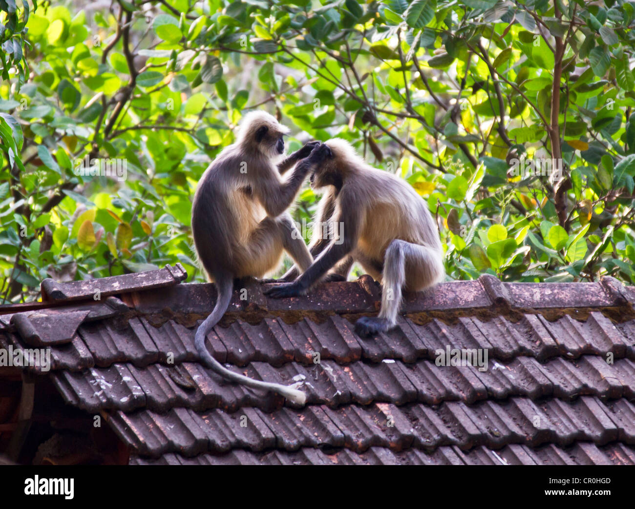 Velvet monkeys hi-res stock photography and images - Alamy