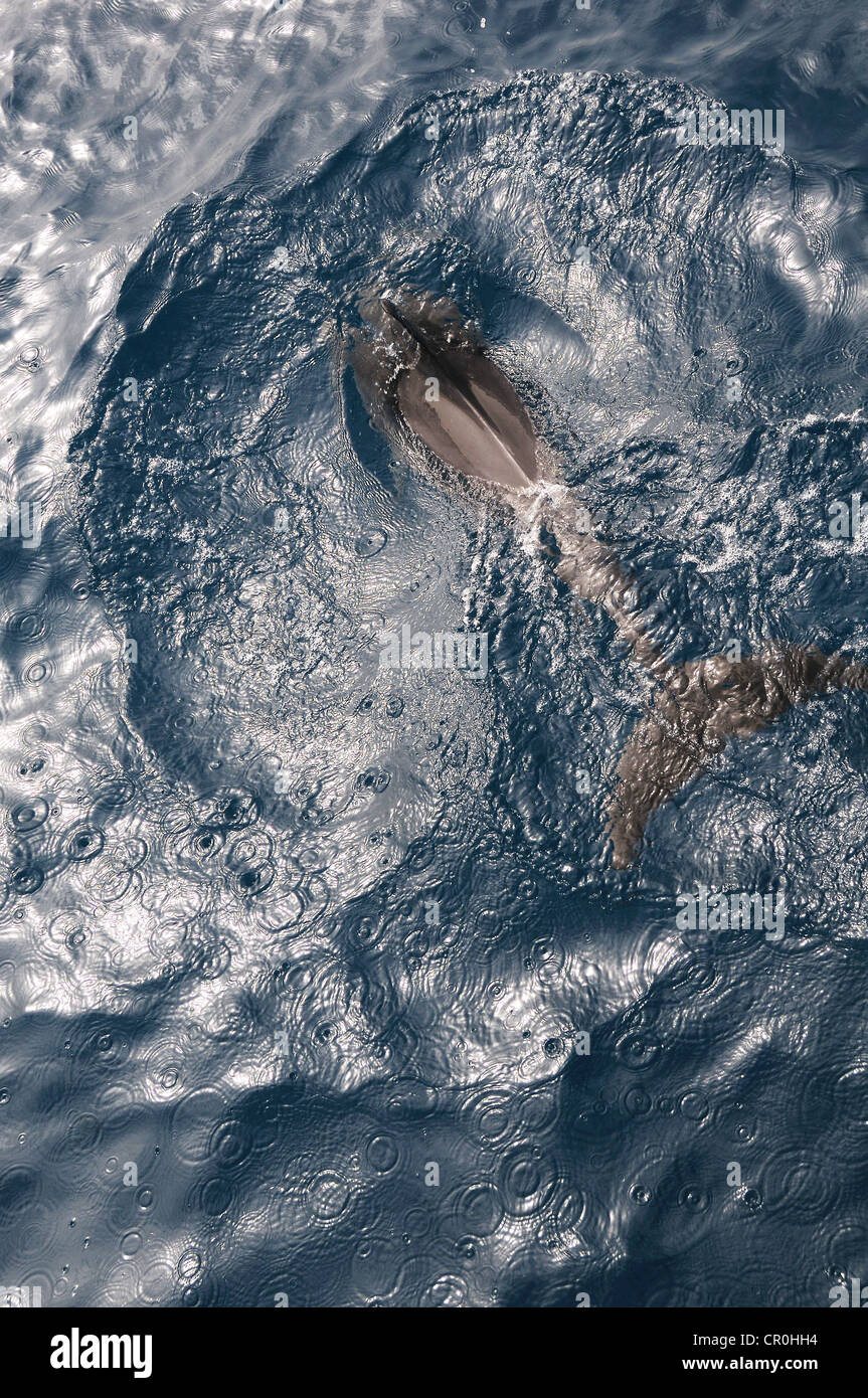 Tail of swimming dolphin with splashes in dark key Stock Photo - Alamy