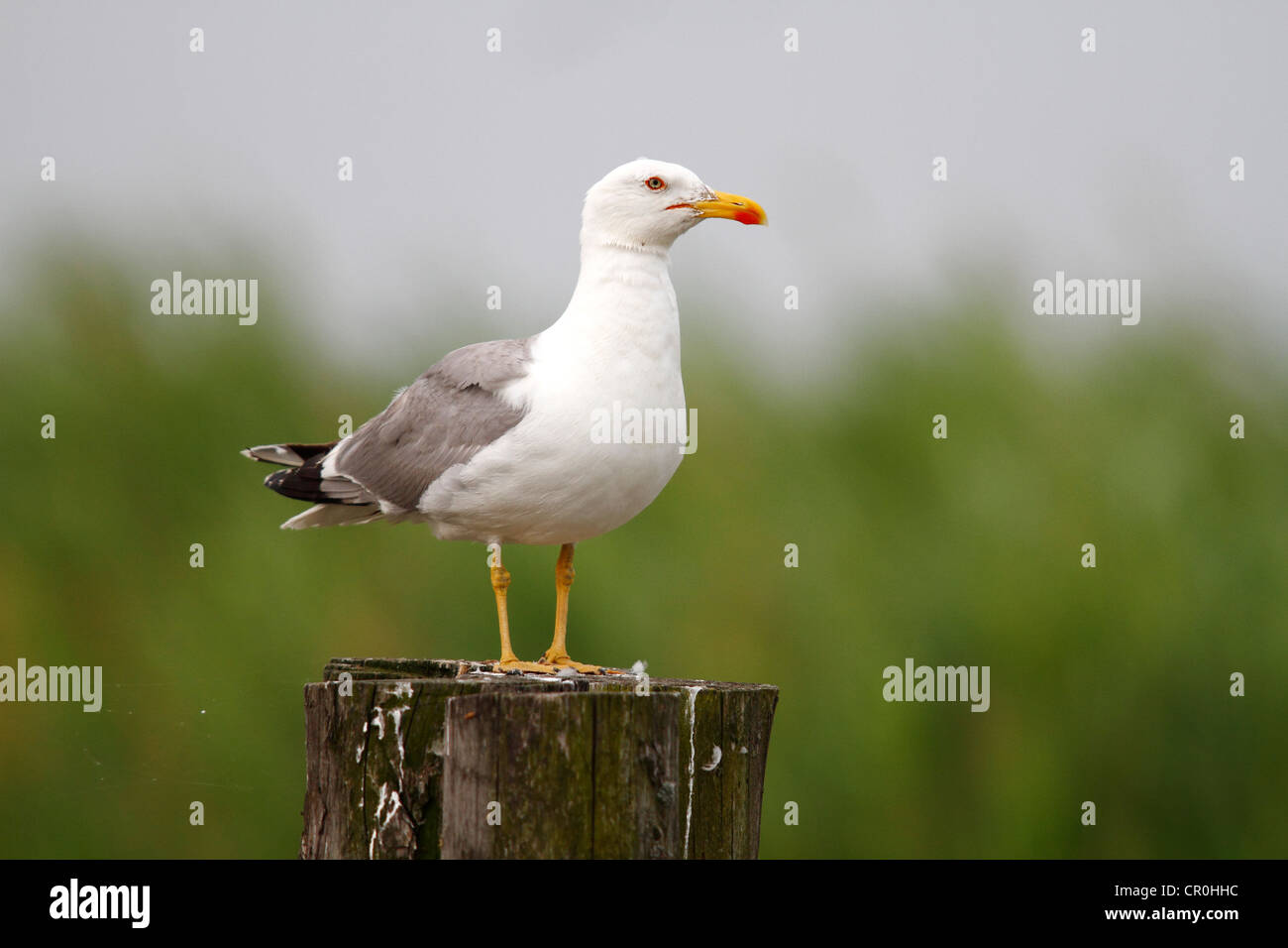 Yellow-legged Gull (Larus michahellis), standing on a pole Stock Photo ...