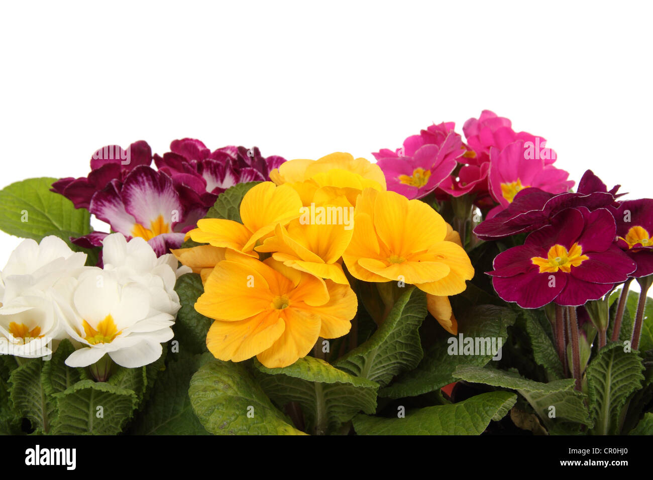 Large group of flower hi-res stock photography and images - Alamy