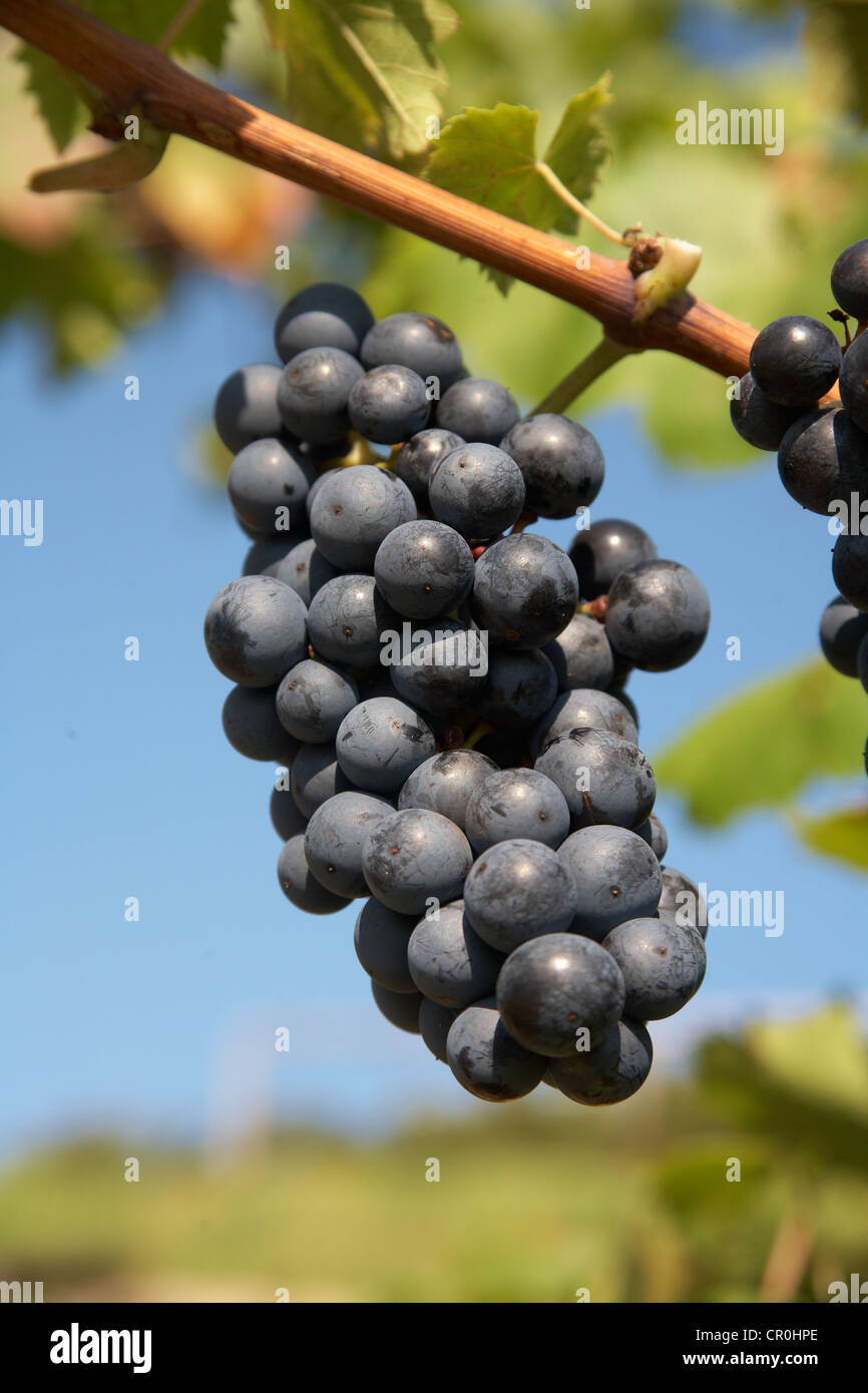 Weinstock hi-res stock photography and images - Alamy