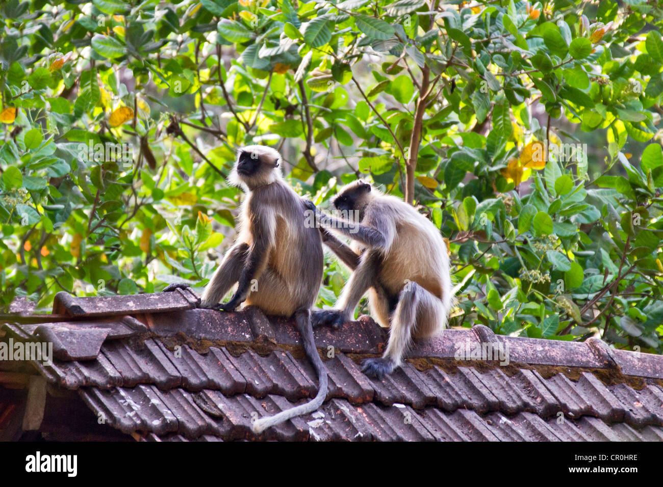 Monkeys on roof hi-res stock photography and images - Alamy