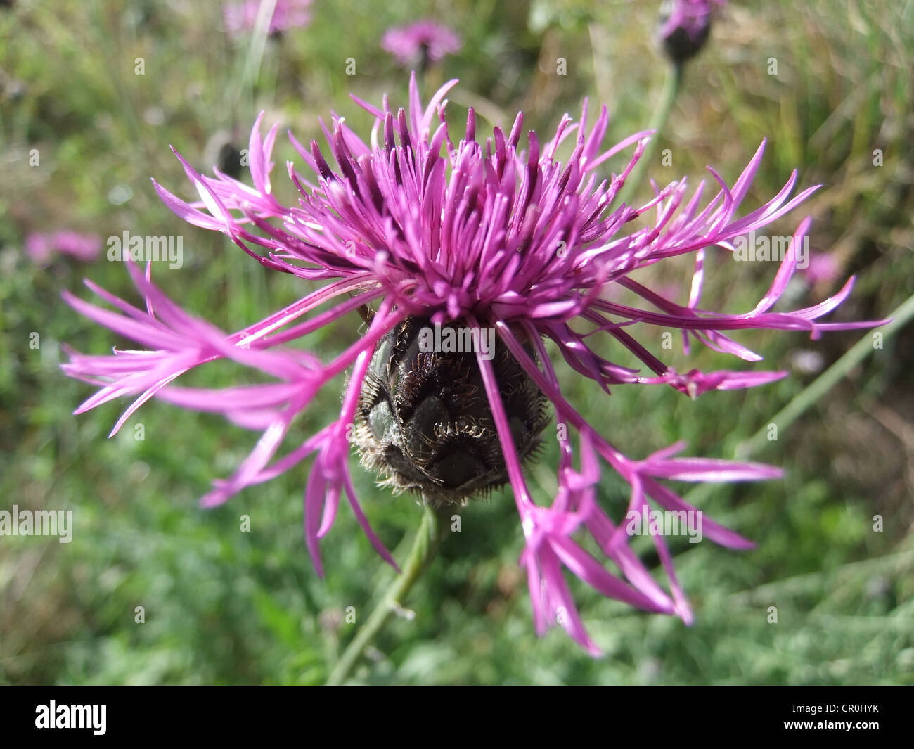 Purple thistle head Stock Photo - Alamy