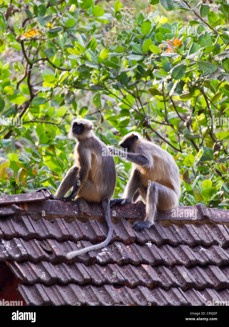 Velvet monkeys grooming on a roof Stock Photo - Alamy