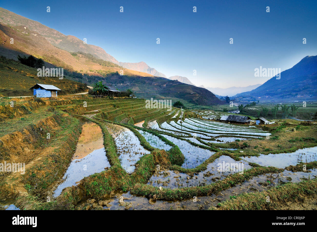 Irrigated rice terraces, rice paddies in Sapa or Sa Pa, Lao Cai ...