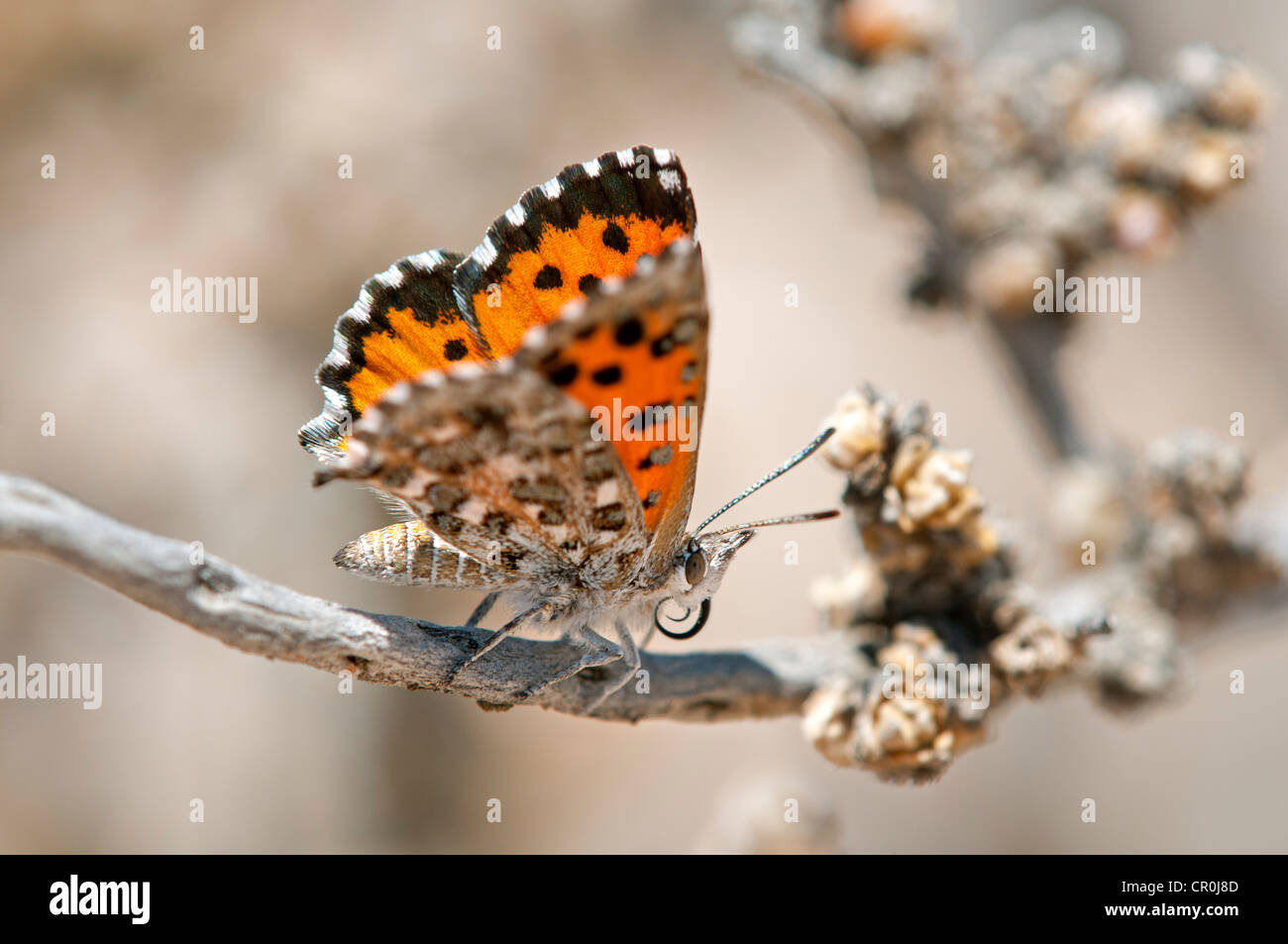 Butterfly of the South African species of the genus Aloeides ...