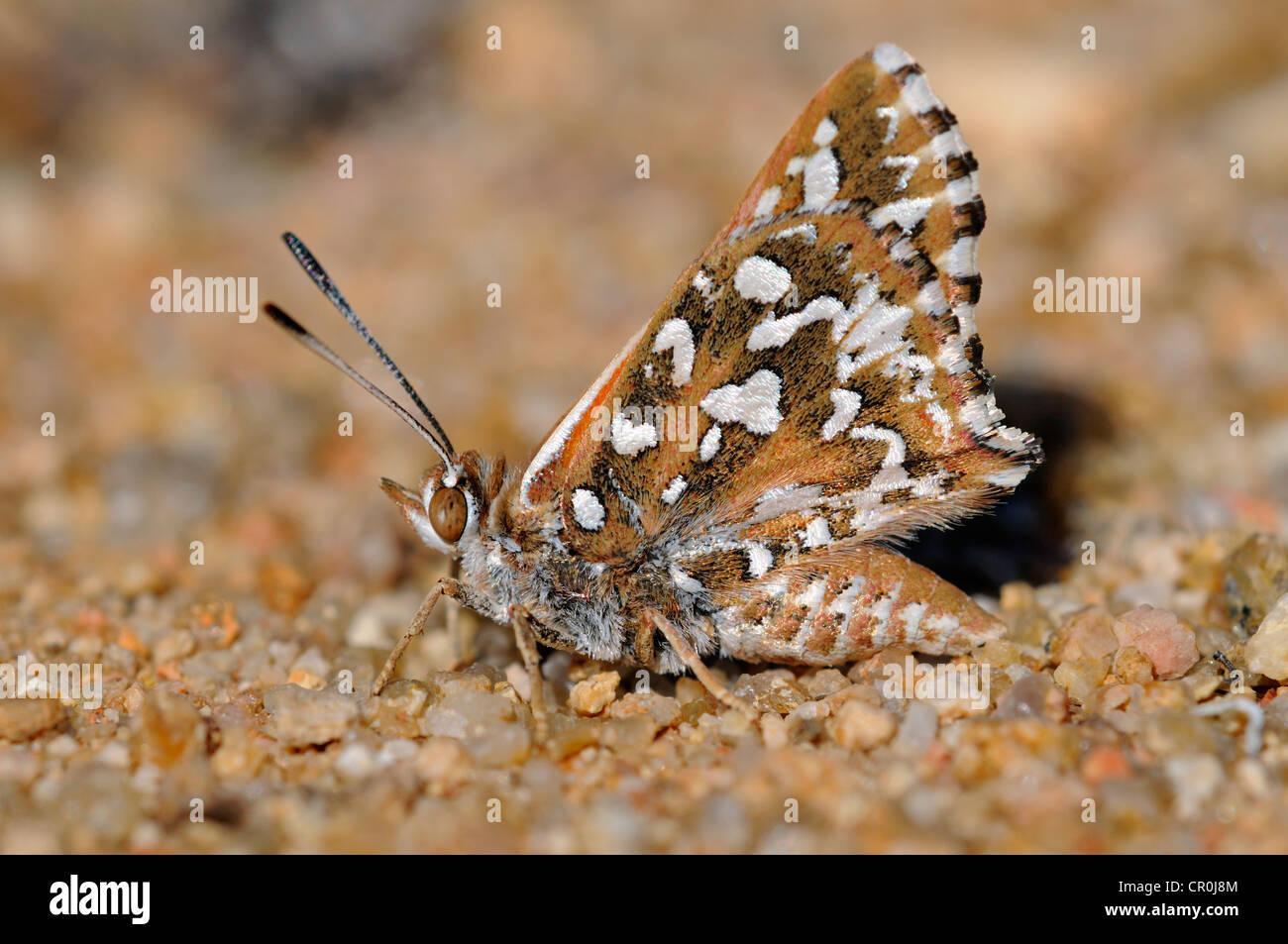 Large Silver-spotted Copper (Trimenia argyroplaga), indigenous ...