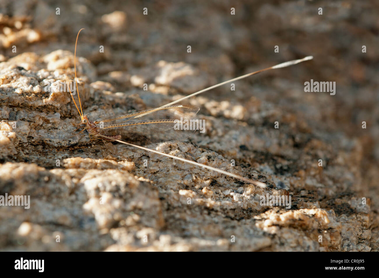 Spoonwing Lacewing (Nemeura gracilis), Goegap Nature Reserve ...