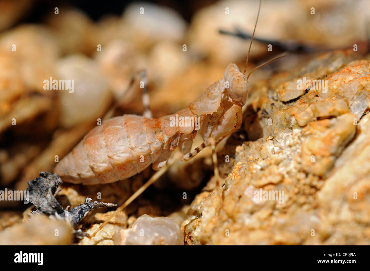 African insects hi-res stock photography and images - Alamy