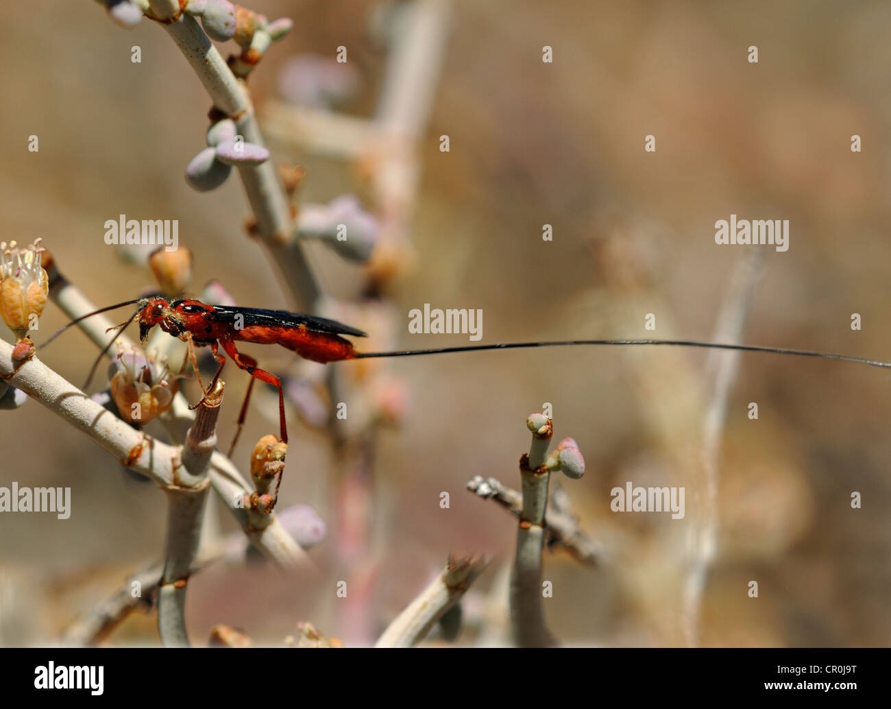 Gasteruptiidae High Resolution Stock Photography and Images - Alamy