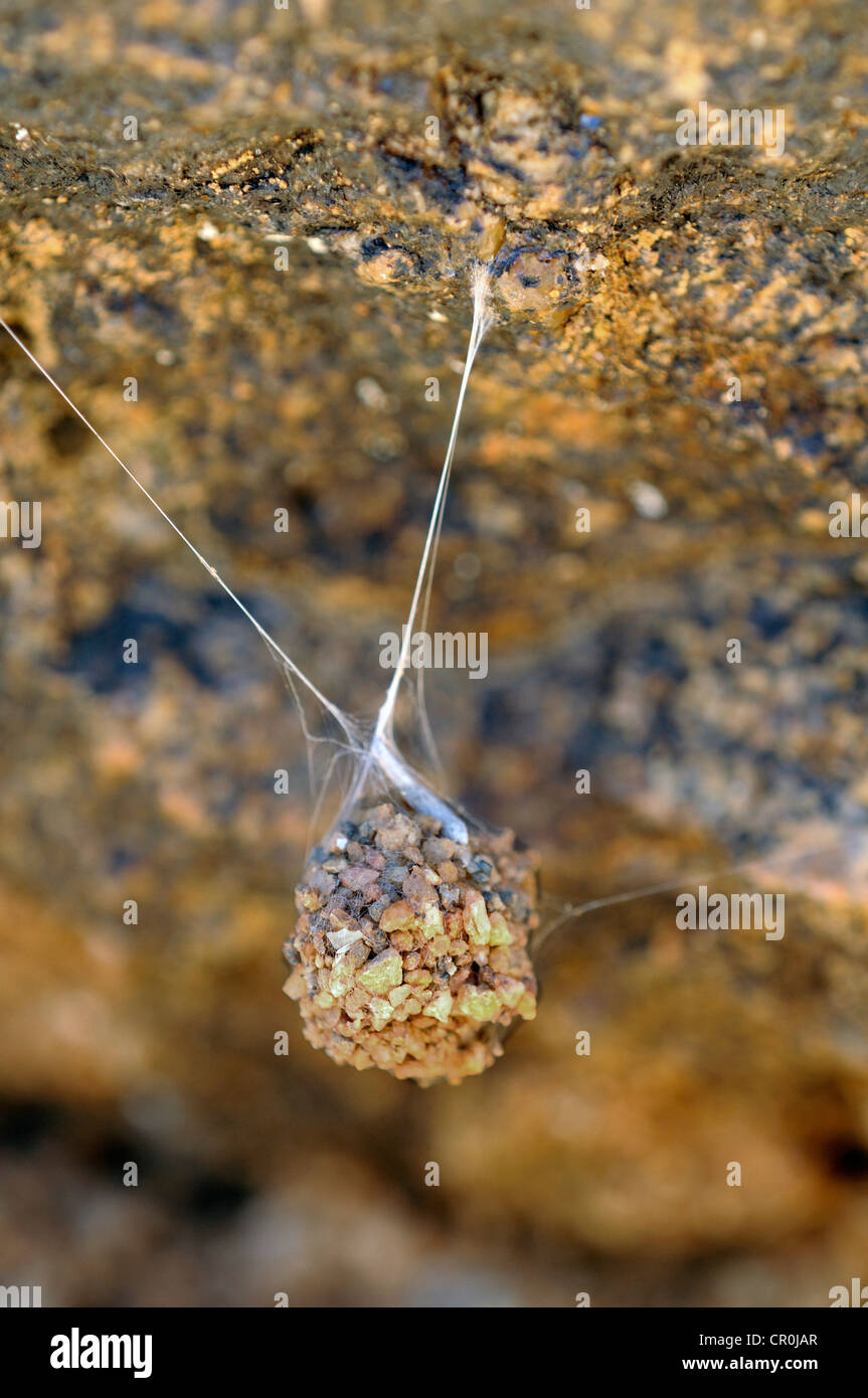 Suspended spider cocoon, Goegap Nature Reserve, Namaqualand, South ...
