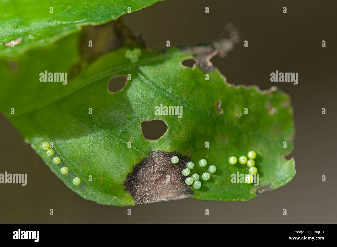 Blue moon butterfly hi-res stock photography and images - Alamy