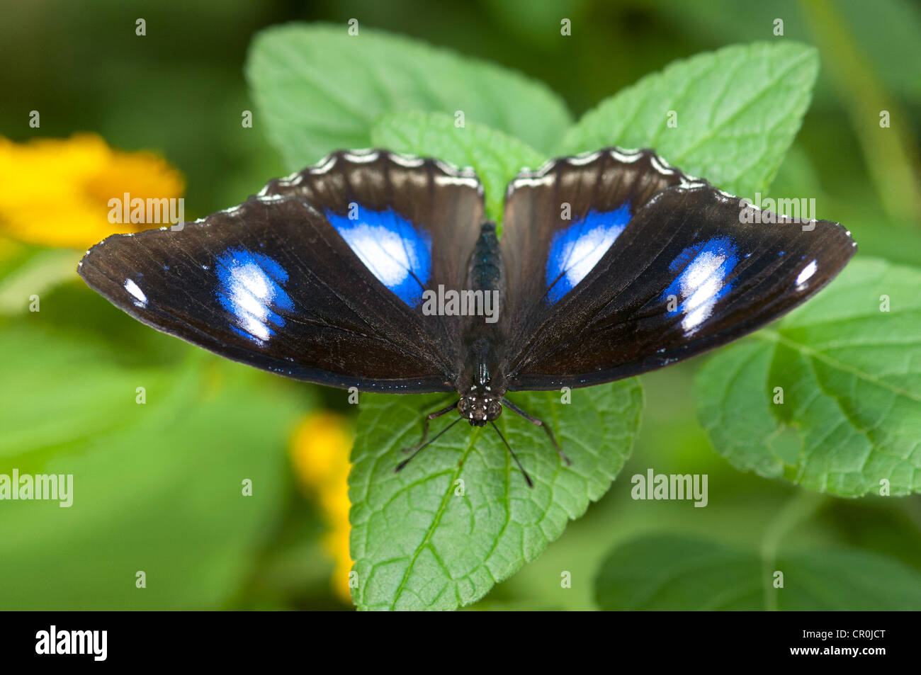Great eggfly, blue moon butterfly (Hypolimnas bolina), male, Phuket ...