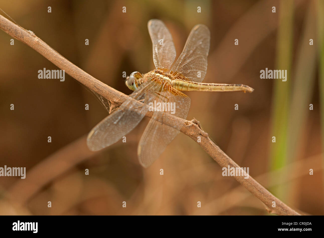 Scarlet skimmer hi-res stock photography and images - Alamy