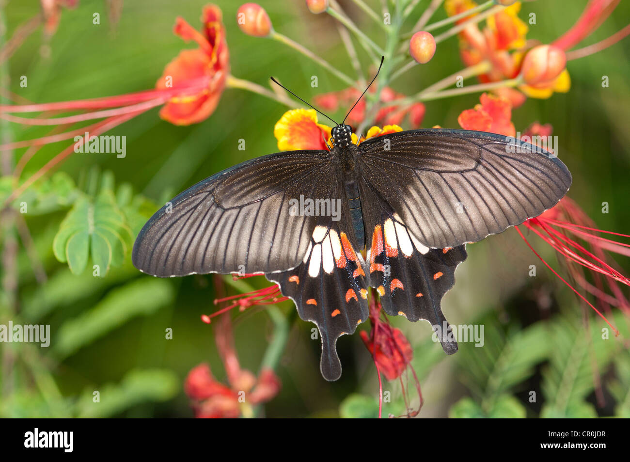 Great mormon (Papilio memnon), tropical butterfly, Phuket, Thailand ...