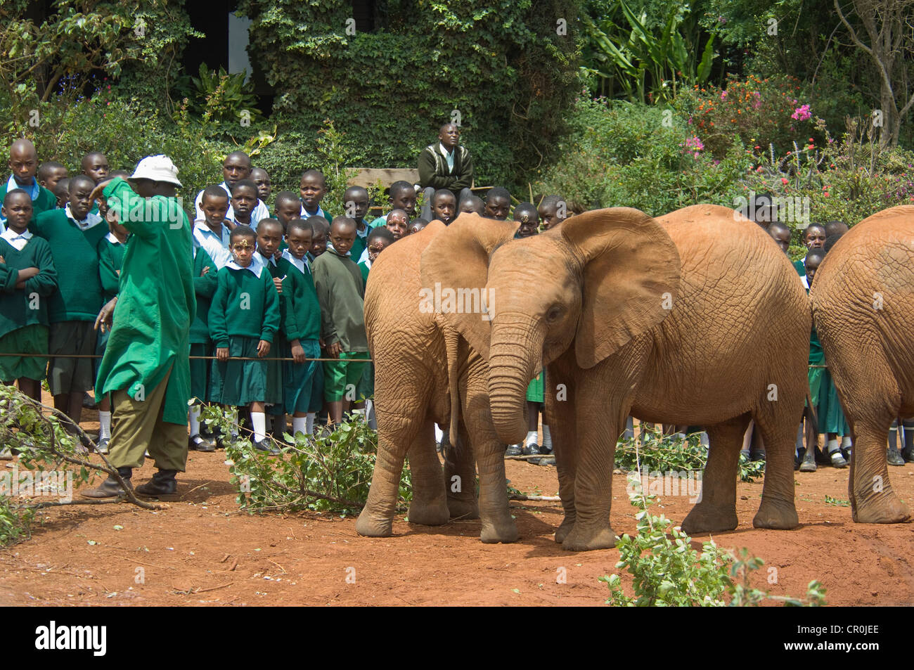 Stop Talking Elephant