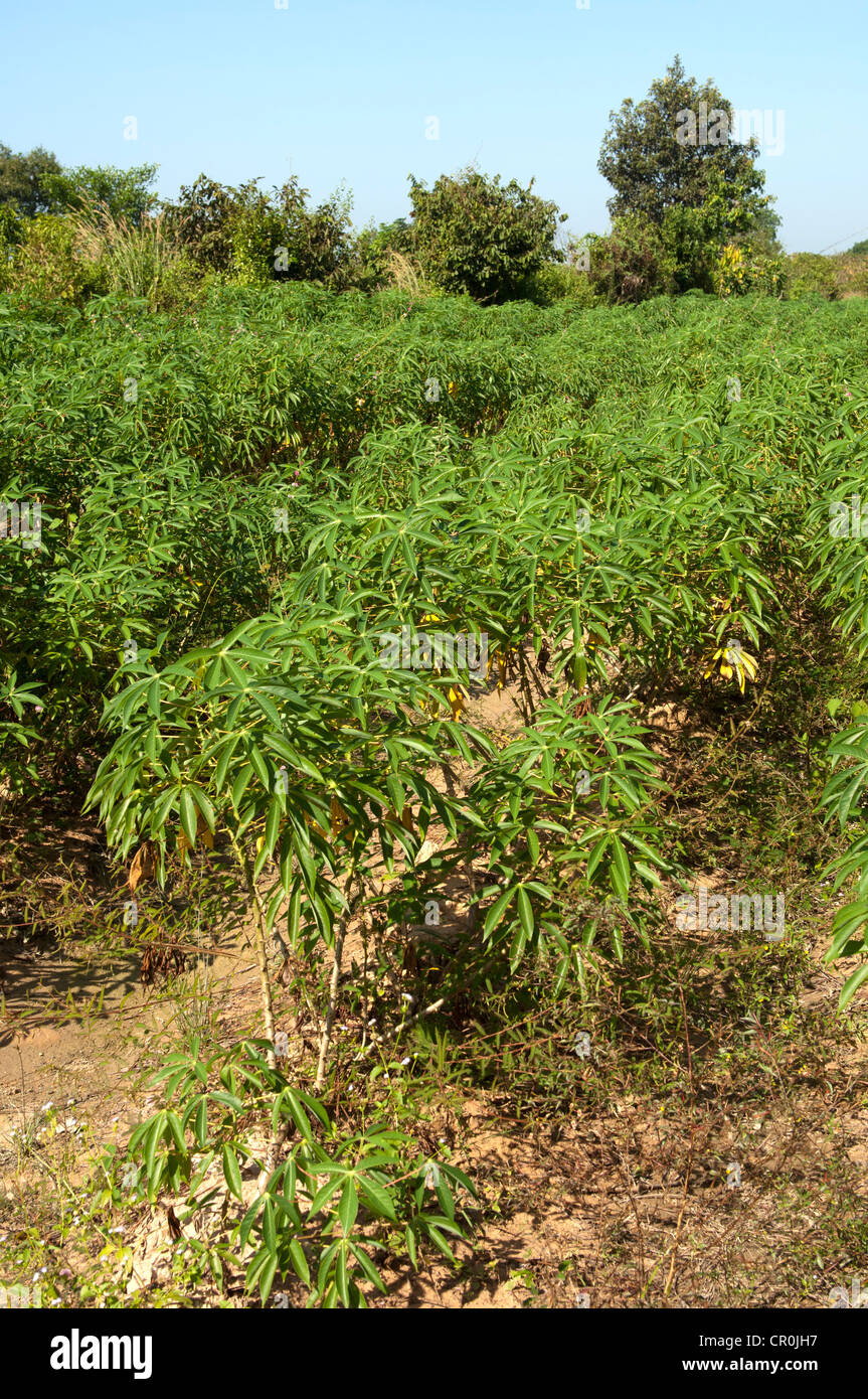 Manihot esculenta hi-res stock photography and images - Alamy