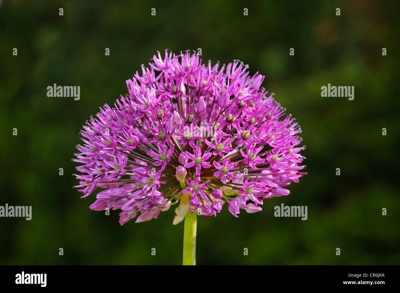 Alium hi-res stock photography and images - Alamy