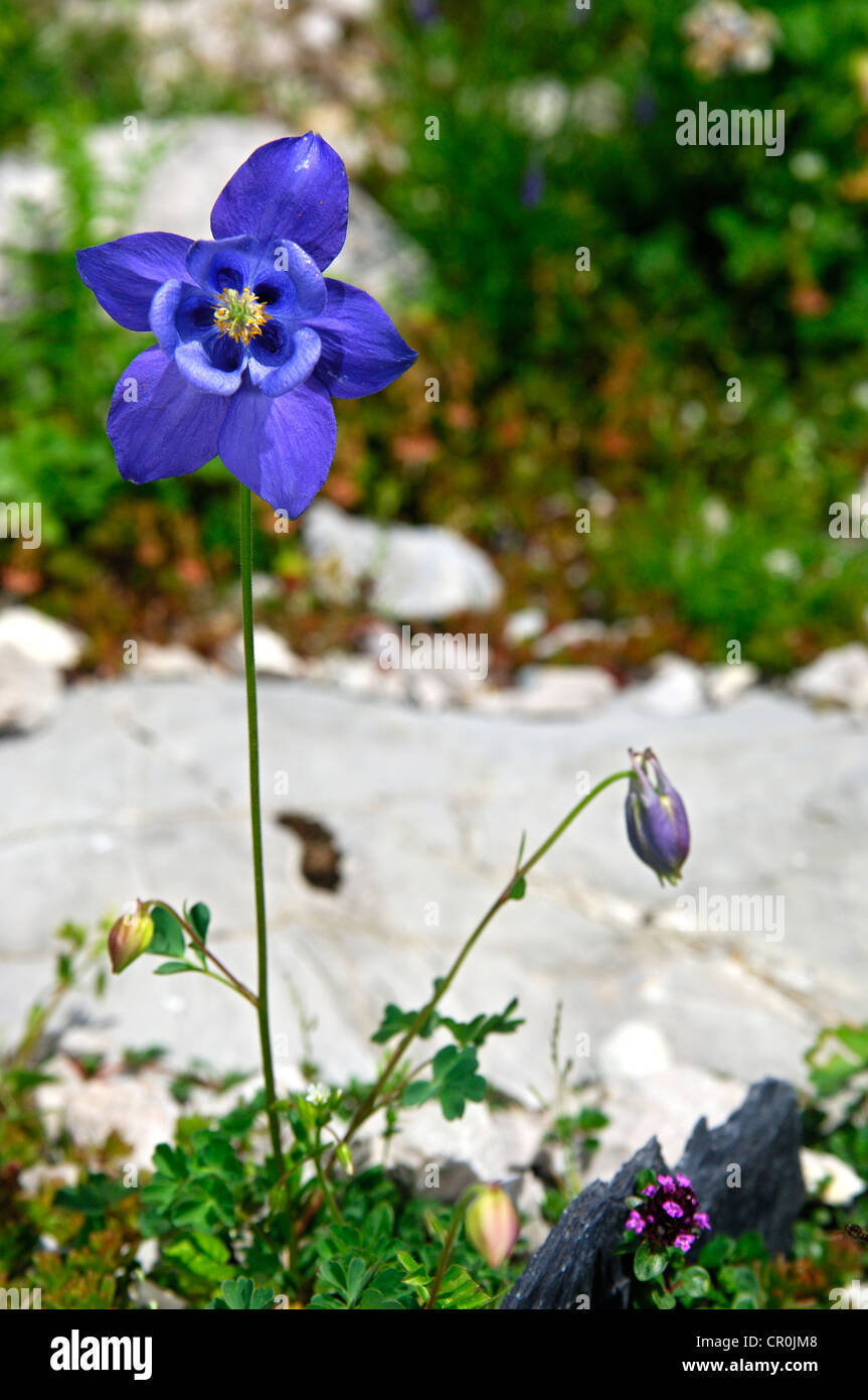 European columbine aquilegia vulgaris hi-res stock photography and ...