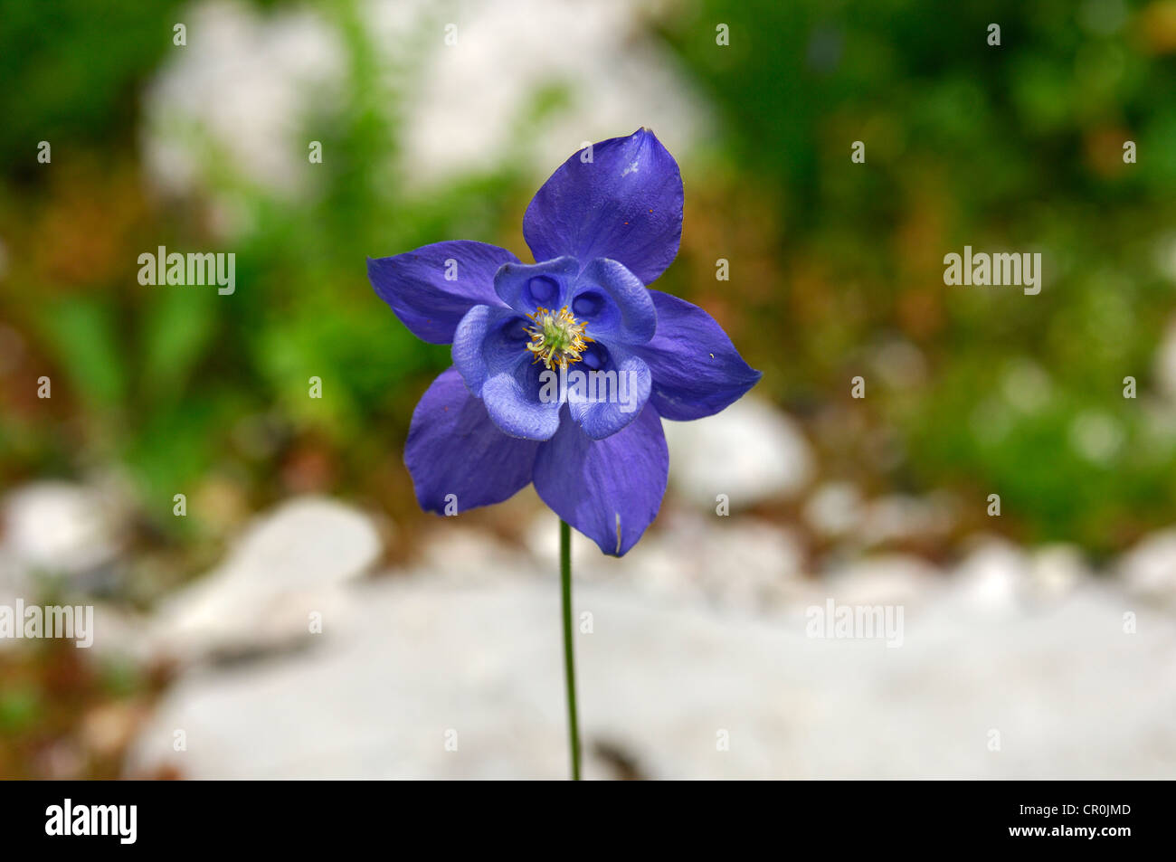 European columbine aquilegia vulgaris hi-res stock photography and ...