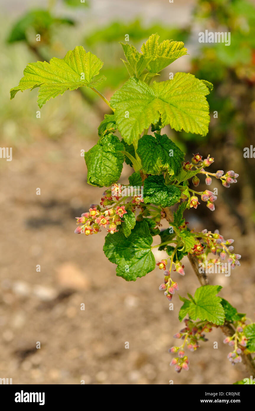 Inflorescence of the red currant (Ribes rubrum), Europe Stock Photo - Alamy
