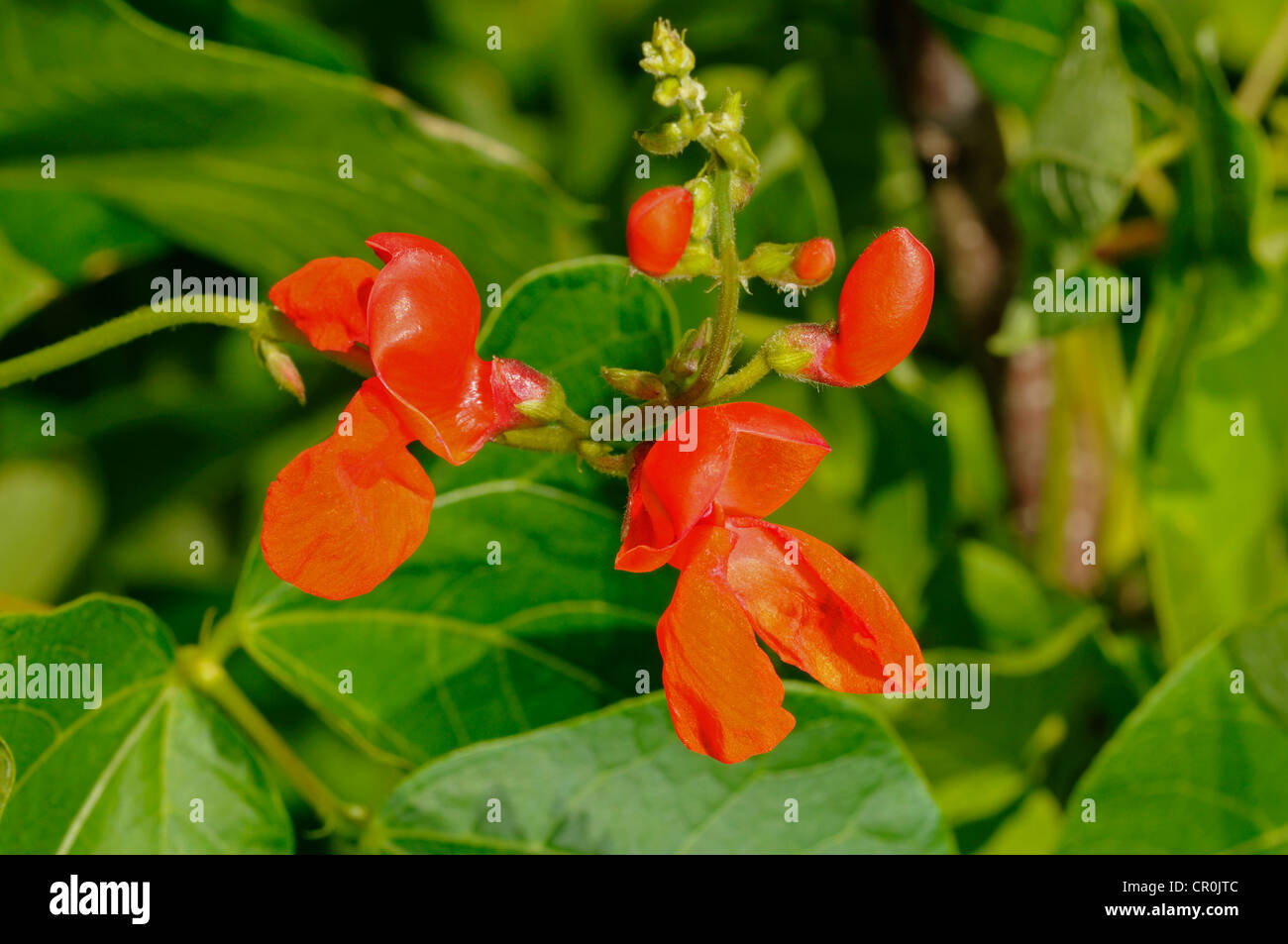 Phaseolus coccineus hi-res stock photography and images - Alamy