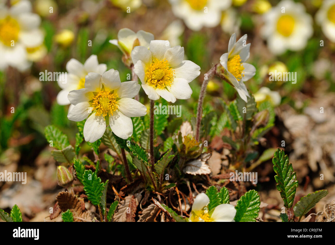 White Avens or dryas (Dryas octopetala), Northern Europe Stock Photo ...