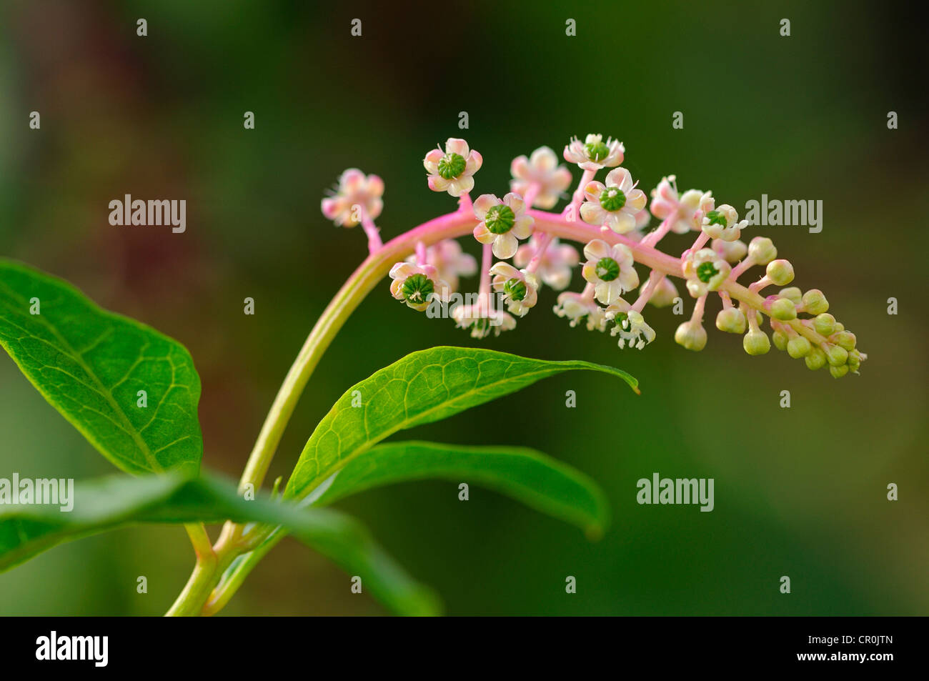 American Pokeweed (Phytolacca americana), inflorescense Stock Photo - Alamy