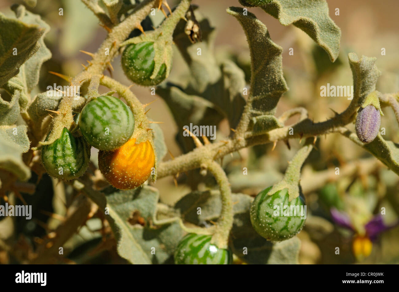 Fruits, Solanum burchelli, nightshade genus, Goegap Nature Reserve ...